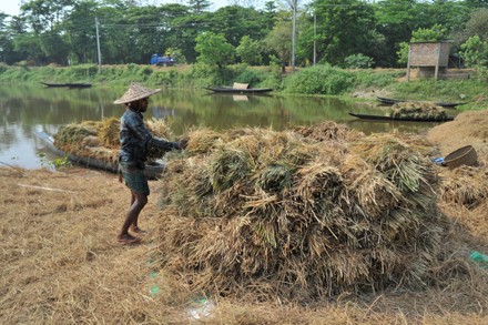 9 Harvesting boro paddy Stock Pictures, Editorial Images and Stock ...