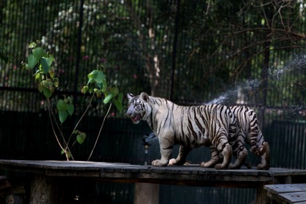 __COUNT__ Delhi Zoo Releases Two White Tiger Cubs For Public Viewing ...