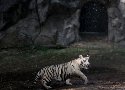 White Tiger Cubs Their Mother After Editorial Stock Photo - Stock Image | Shutterstock