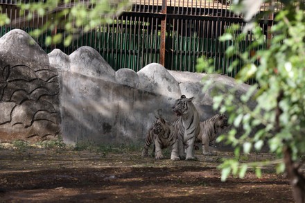 White Tiger Cubs Their Mother After Editorial Stock Photo - Stock Image | Shutterstock