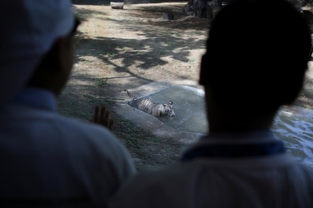 White Tiger Cub After Released Public Editorial Stock Photo - Stock Image | Shutterstock
