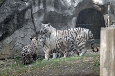 White Tiger Cubs Their Mother After Editorial Stock Photo - Stock Image | Shutterstock