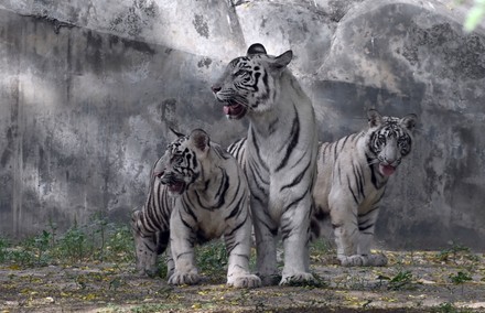 White Tiger Cubs Their Mother After Editorial Stock Photo - Stock Image | Shutterstock