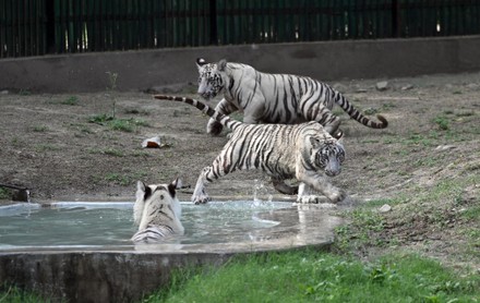 White Tiger Cubs Their Mother After Editorial Stock Photo - Stock Image | Shutterstock