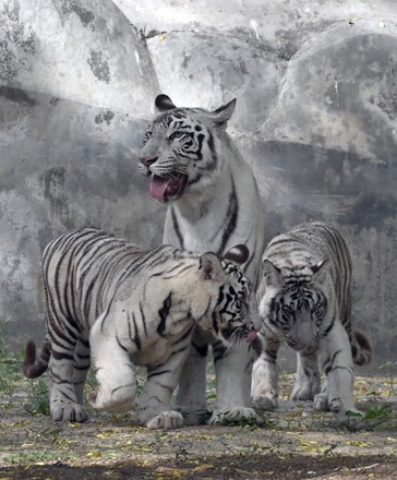 White Tiger Cubs Their Mother After Editorial Stock Photo - Stock Image | Shutterstock
