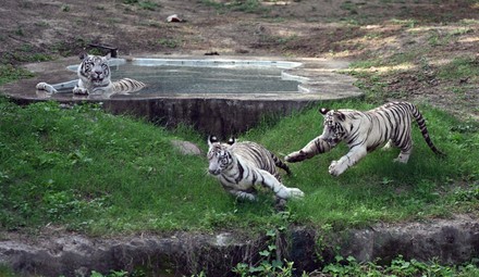 White Tiger Cubs Their Mother After Editorial Stock Photo - Stock Image | Shutterstock