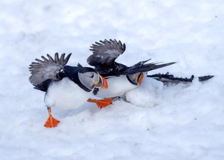 Puffing Out Chests These Puffins Appear Editorial Stock Photo - Stock ...