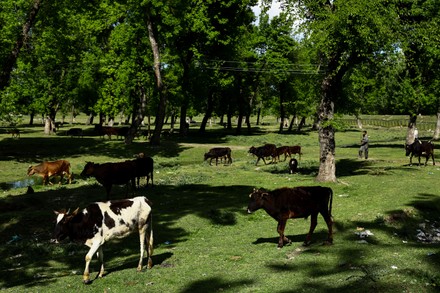Group Cows Oxen Grazing Field On Editorial Stock Photo - Stock Image ...