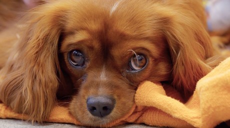 Gorgeous Cavalier King Charles Spaniel Called Editorial Stock Photo ...