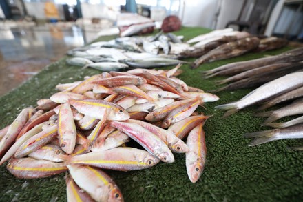 Palestinians Preparer Fish Selling Fish Market Editorial Stock Photo ...