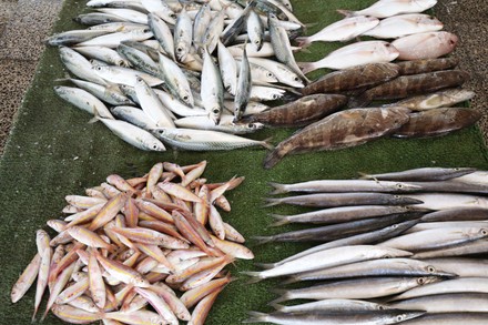 Palestinians Preparer Fish Selling Fish Market Editorial Stock Photo ...