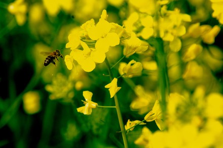 Bee Seen Approaching Rapeseed Field Wesseling Editorial Stock Photo ...