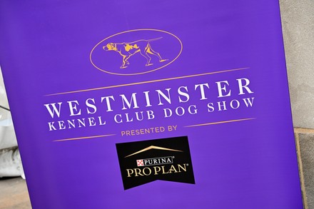 Dogs Their Handlers Speaking Press Rockefeller Editorial Stock Photo ...