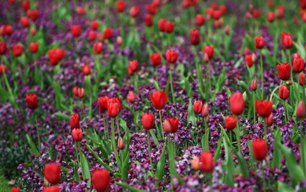 Tulips Bloom London Britain 27 April Editorial Stock Photo - Stock ...