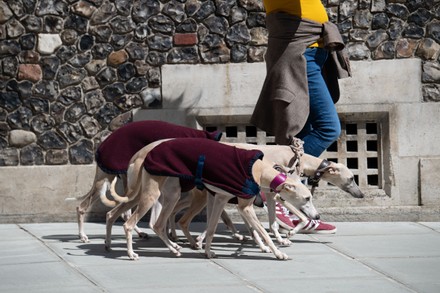 Four Whippets Get Taken Walk Beautiful Editorial Stock Photo - Stock ...