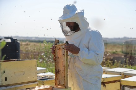 Palestinian Workers Collect Honeybee Beehives During Editorial Stock ...