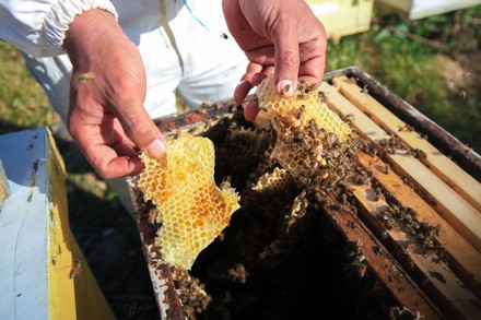 Palestinian Workers Collect Honeybee Beehives During Editorial Stock ...