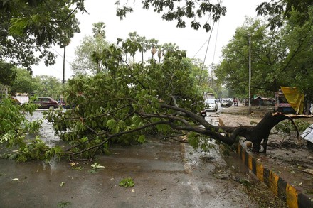 Heavy Big Tree Fell On Road Editorial Stock Photo - Stock Image ...