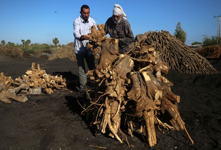Palestinian Workers Work Alhattab Charcoal Production Editorial Stock ...