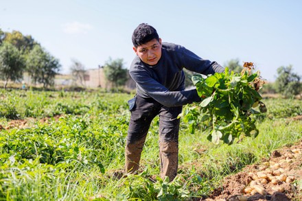 Daily Life Palestinian Farmers Gaza Palestine Editorial Stock Photo ...