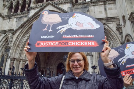 Protester Holds Justice Chickens Placard During Editorial Stock Photo ...