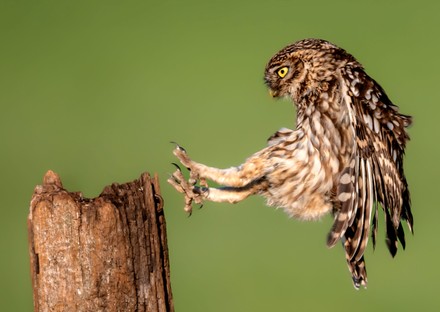 Adorable Owl Poses Like Gymnast On Editorial Stock Photo - Stock Image ...