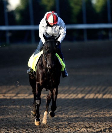 Kentucky Derby Hopeful Mandarin Hero Japan Editorial Stock Photo ...