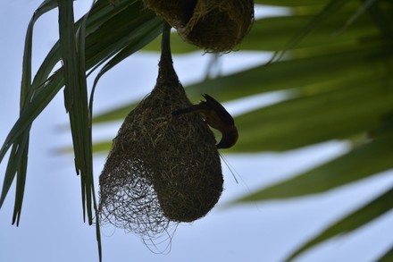 Baya Weaver Bird Builds Nest Tree Editorial Stock Photo - Stock Image | Shutterstock