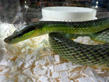 1 Red tailed racer snake Stock Pictures, Editorial Images and Stock ...