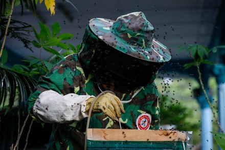 Stingless Bees Known Kelulut Surround Raja Editorial Stock Photo ...