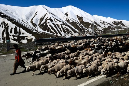 Nomadic Shepherd Belonging Gujjar Bakarwal Community Editorial Stock ...
