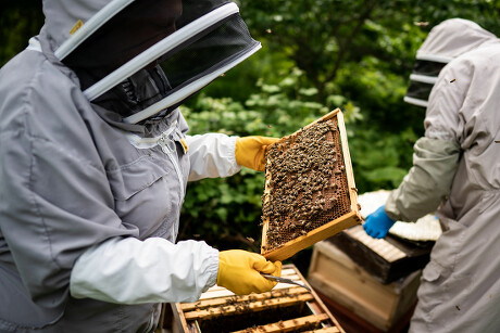 Beekeepers Hives Gardens Buckingham Palace London Editorial Stock Photo ...