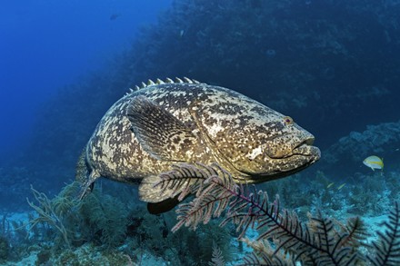 36 Goliath grouper Stock Pictures, Editorial Images and Stock Photos ...