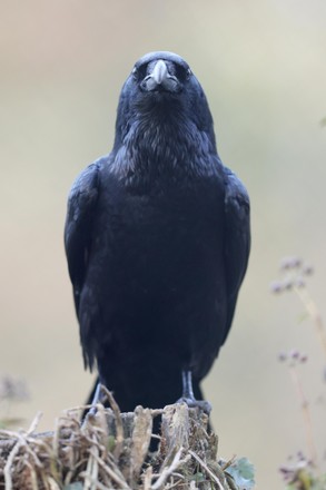 Common Raven Corvus Corax Animal Portrait Editorial Stock Photo - Stock ...