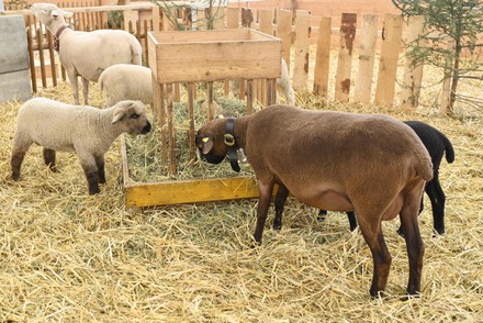 5,000 Sheep farming Stock Pictures, Editorial Images and Stock Photos ...
