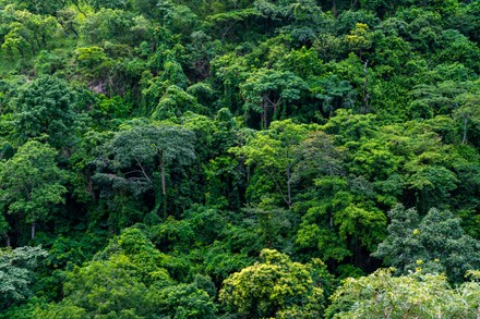 Lush Tropical Forests On Akwapimtogo Ranges – Photo éditoriale de stock ...