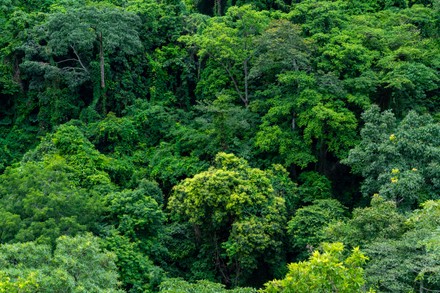 Lush Tropical Forests On Akwapimtogo Ranges – Photo éditoriale de stock ...
