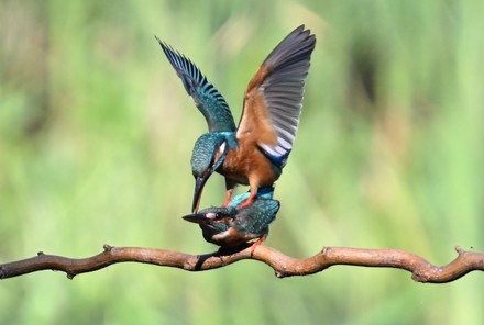 3,000 Bird mating Stock Pictures, Editorial Images and Stock Photos ...