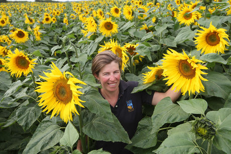 Lucy Watts Checking Her Crop Sunflowers Editorial Stock Photo - Stock ...