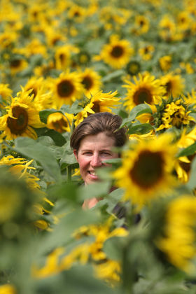Lucy Watts Checking Her Crop Sunflowers Editorial Stock Photo - Stock ...