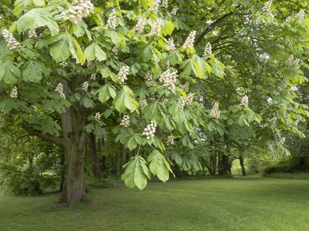 500 Conker tree Stock Pictures, Editorial Images and Stock Photos ...