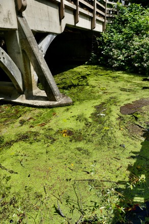 Algae Bloom Forms On Surface River Editorial Stock Photo - Stock Image ...