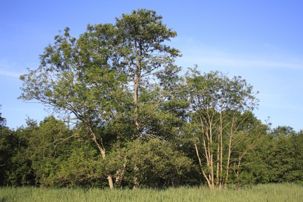 Common Black Alder Alnus Glutinosa Growing Editorial Stock Photo ...