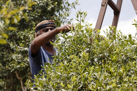 Yemeni Plucks Leaves Mild Stimulant Khat Editorial Stock Photo - Stock ...