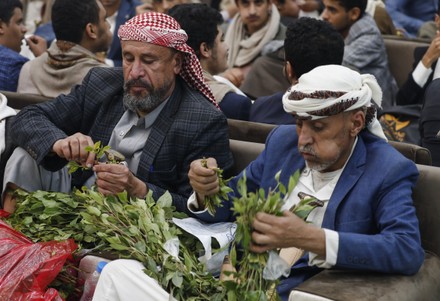 Yemenis Chew Mild Stimulant Khat Leaves Editorial Stock Photo - Stock ...