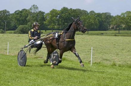 250 Horse harness racing Stock Pictures, Editorial Images and Stock ...