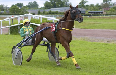 250 Horse harness racing Stock Pictures, Editorial Images and Stock ...