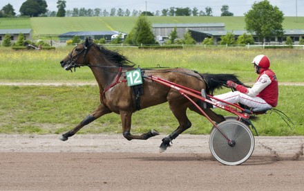 250 Horse harness racing Stock Pictures, Editorial Images and Stock ...