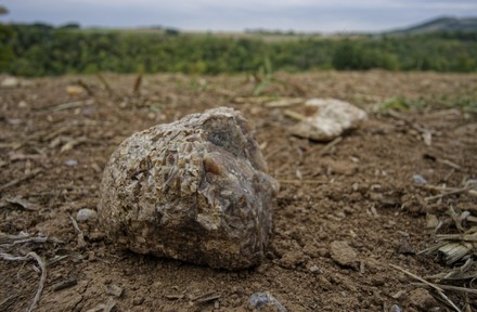 Flint Silex Hohenlohe Flint Field Schwaebisch Editorial Stock Photo ...