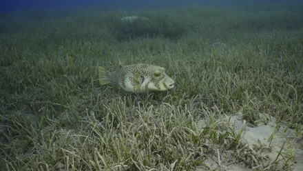 93 Eelgrass Meadow Stock Pictures Editorial Images And Stock Photos